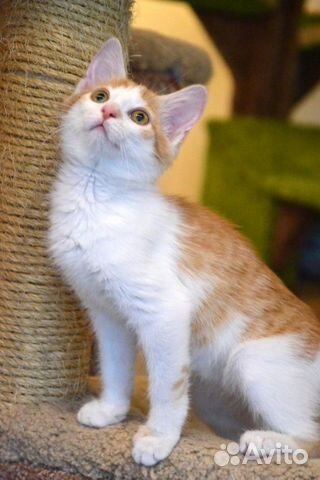 Рыженький котенок девочка в дар 3 мес