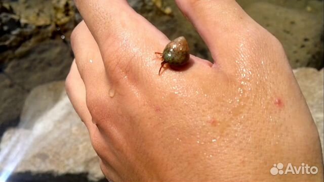 Черноморские раки отшельники обмен