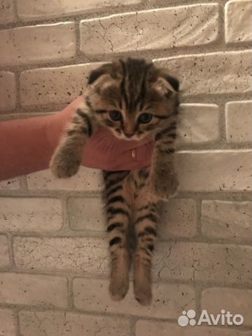 Британка веслоухая