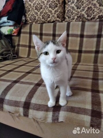 Маленькая Мартина ищет дом