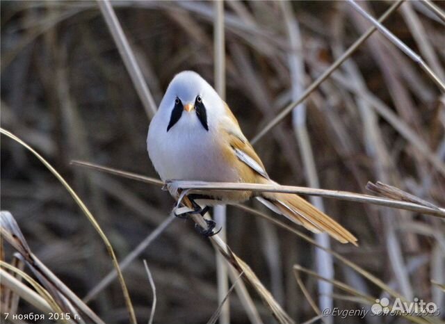 Продаю усатых синиц