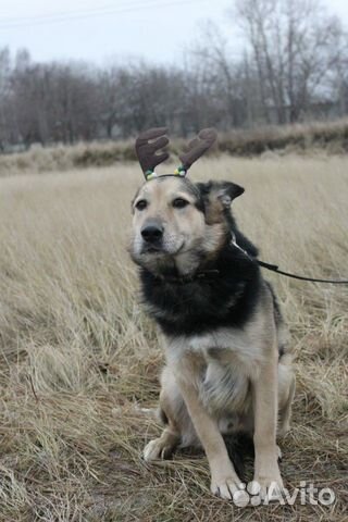 Собака Венечка ищет добрые руки