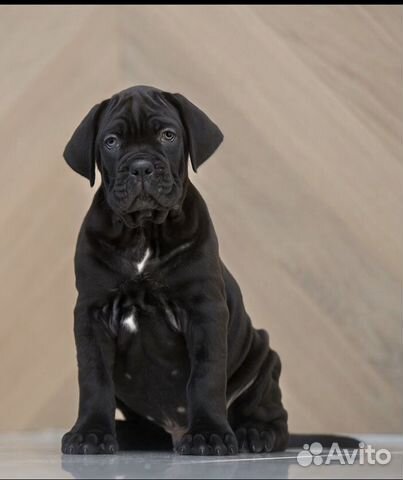 Черный красавчик кане- корсо