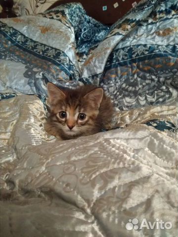 Котенок девочка