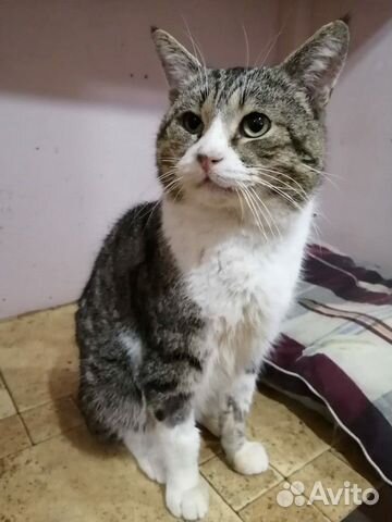 Боренька ищет дом и хозяев