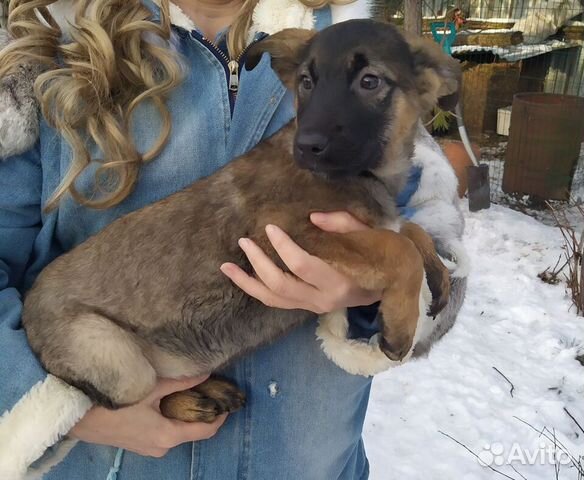 Забавный щенок Тоби