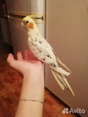 Попугай Карела, взрослая, девочка, с характером