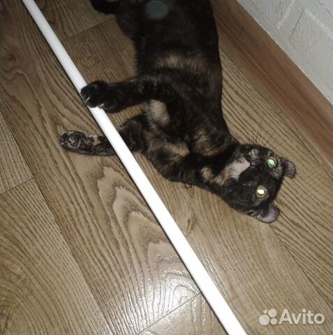 Отдам в добрые руки кошку, Американский Кёрл