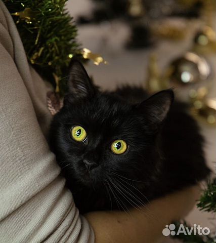 Кошка бесплатно