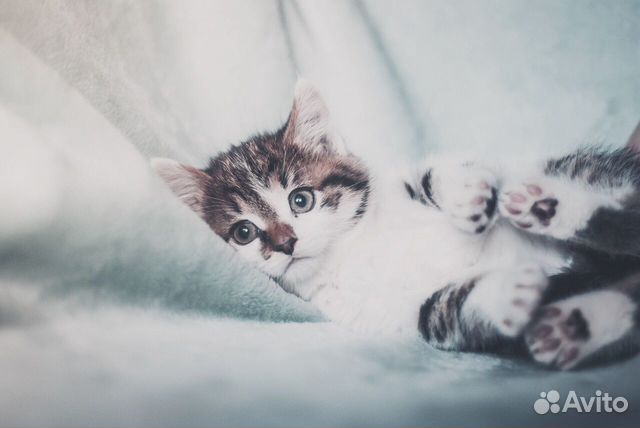 Чудесный котенок Джин