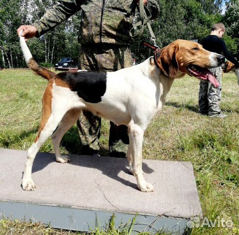 Русская Пегая Гончая выжловка