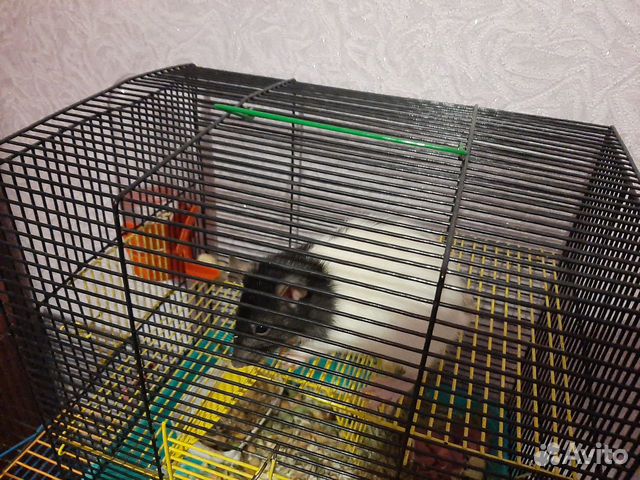 Крысята в добрые ручки