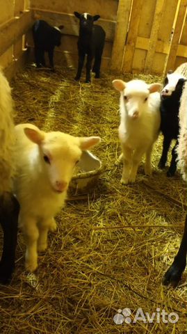 Козлята 2,5 мес