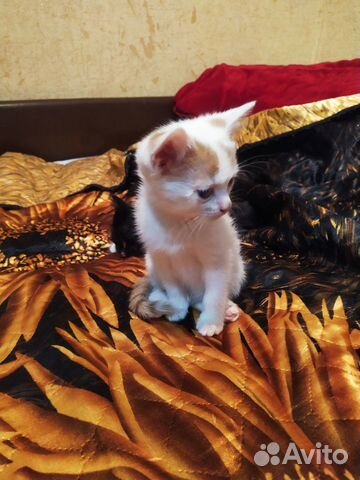 Кот, пока еще котенок