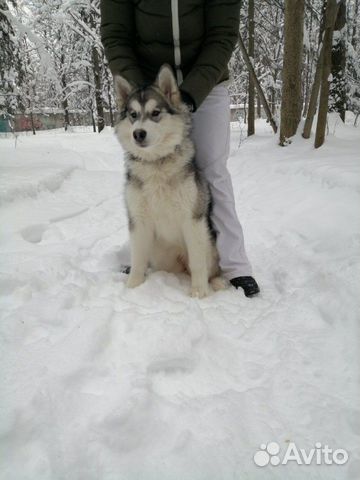 Аляскинский маламут