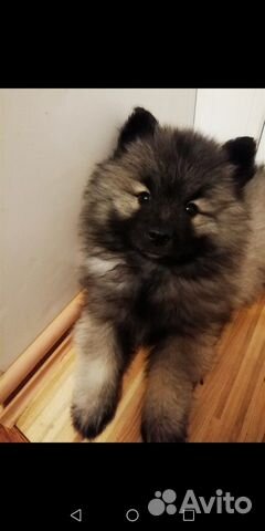 Кеесхонд вольфшпиц