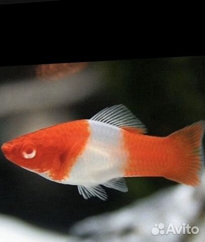 Меченосци, моллинезии, донио гло