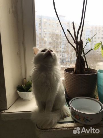 Кошка