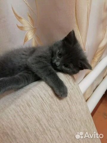 Котенок шотладская вислоухая