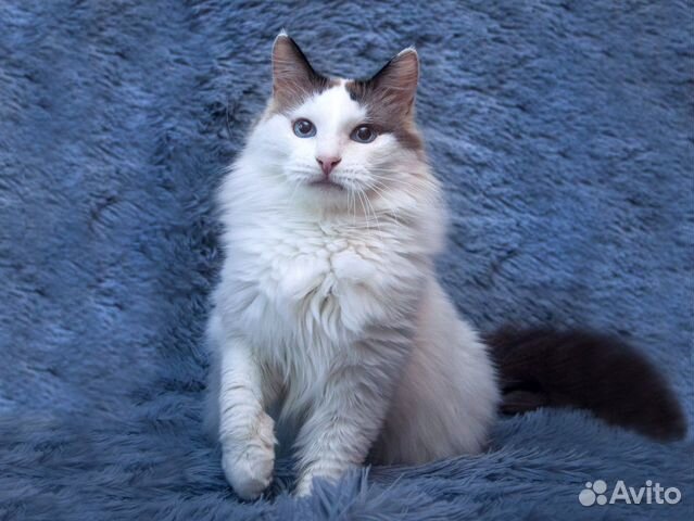 Нежный красавец голубоглазый Олаф