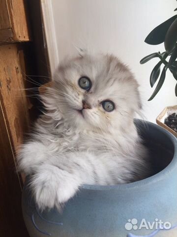 Котик шотландский вислоухий