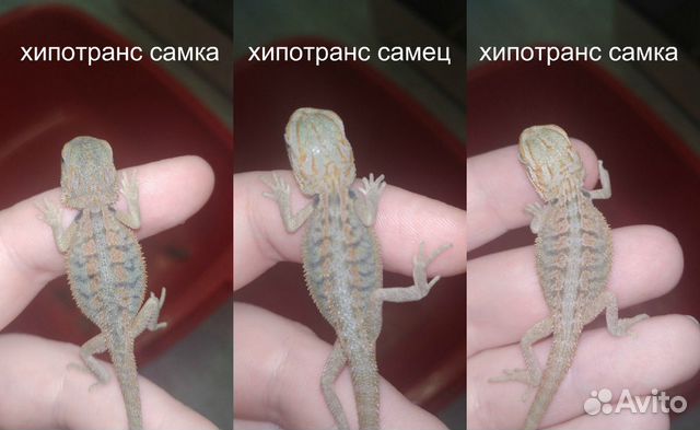 Бородатая агама