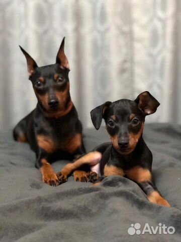 Цвергпинчер породистые малыши