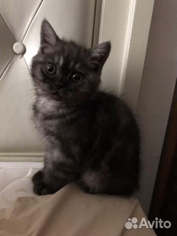 Котенок Британец