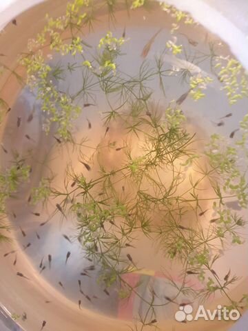 Мальки гуппи, склярия, золотая рыбка