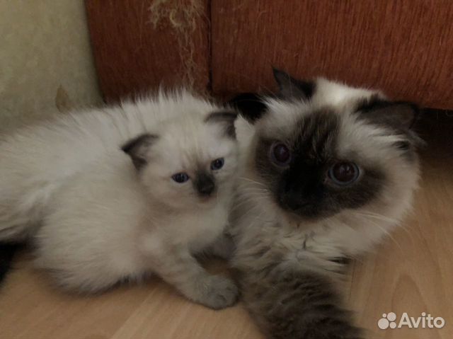 Симпатичные кошечки