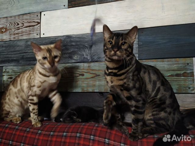 Кот Бенгал угольный