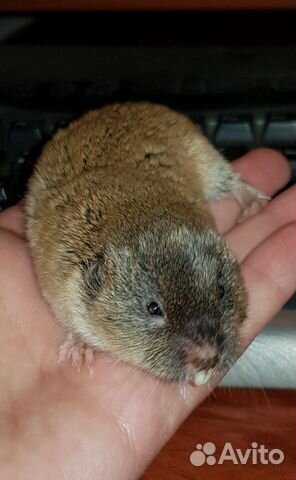 Слепушонка обыкновенная