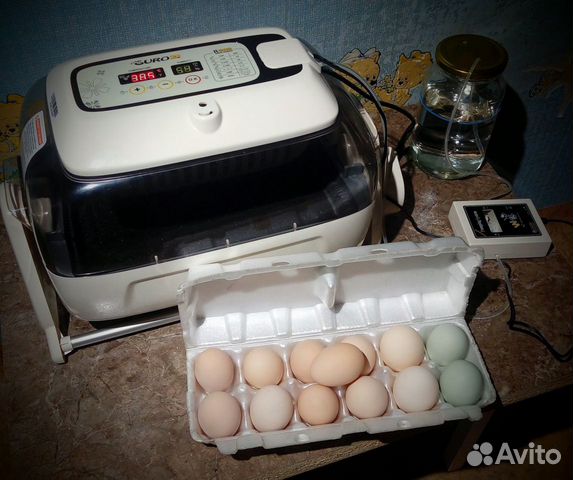Инкубационное яйца Фавероль лосось