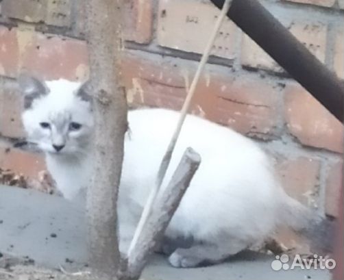 Заберите тайчика домой