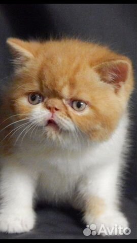 Экзотический короткошерстный котик