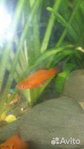 Обмен/ продажа аквариумных рыбок