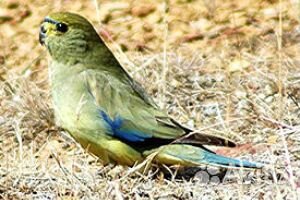 Самка певчего попугая