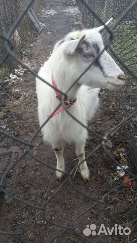 Продам козу, козлика на племя