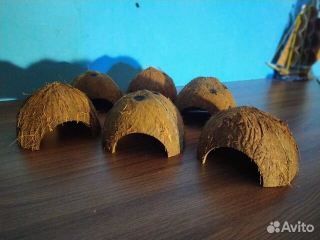 Домики из кокоса в аквариум