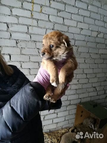 Собака