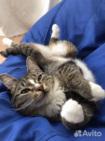 Отдам кошку в хорошие руки Зовут Алиса 1год. Стери
