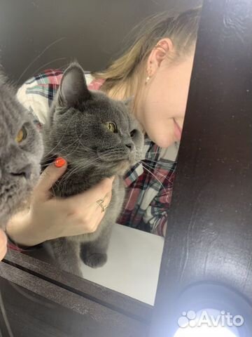 Вязка с британской кошечкой