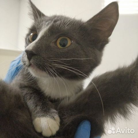 Котенок в дар в добрые руки