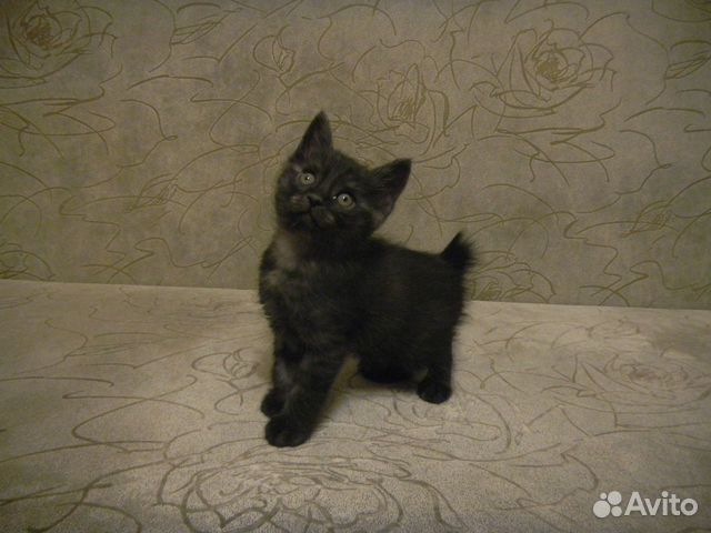 Котята породы курильский бобтейл