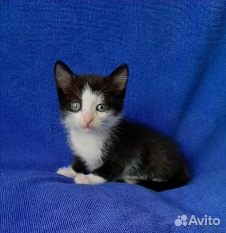 Котенок