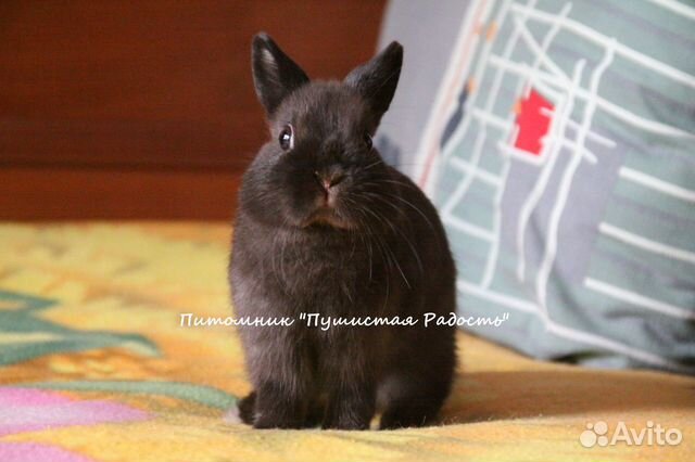 Нидерландский карликовый кролик мальчик