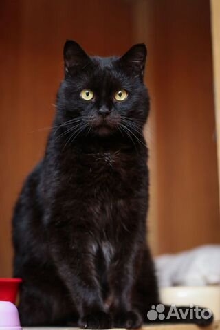 Волшебный Куччи ищет дом