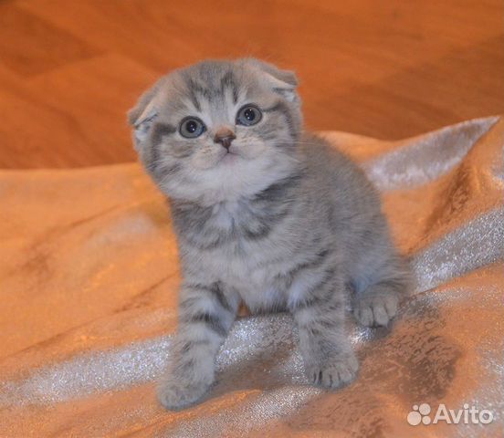 Шикарный шотландский вислоухий котенок мальчик
