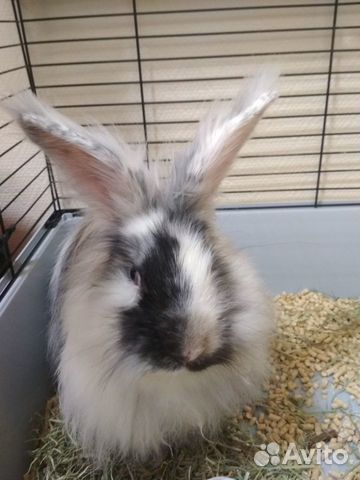 Отдам ангорского кролика