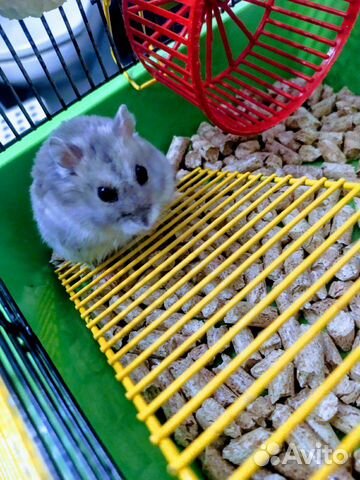 Джунгарский хомяк